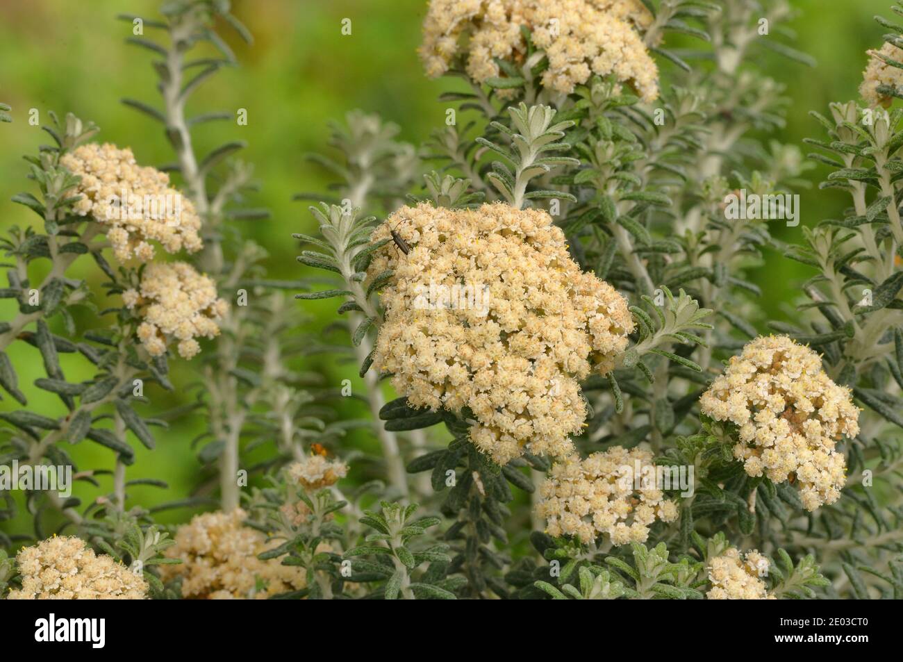 Ozothamnus hi-res stock photography and images - Alamy