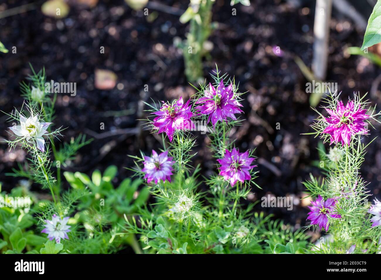 'Mulberry Rose' Love-in-a-mist, Jungfrun i det gröna (Nigella damascena ...