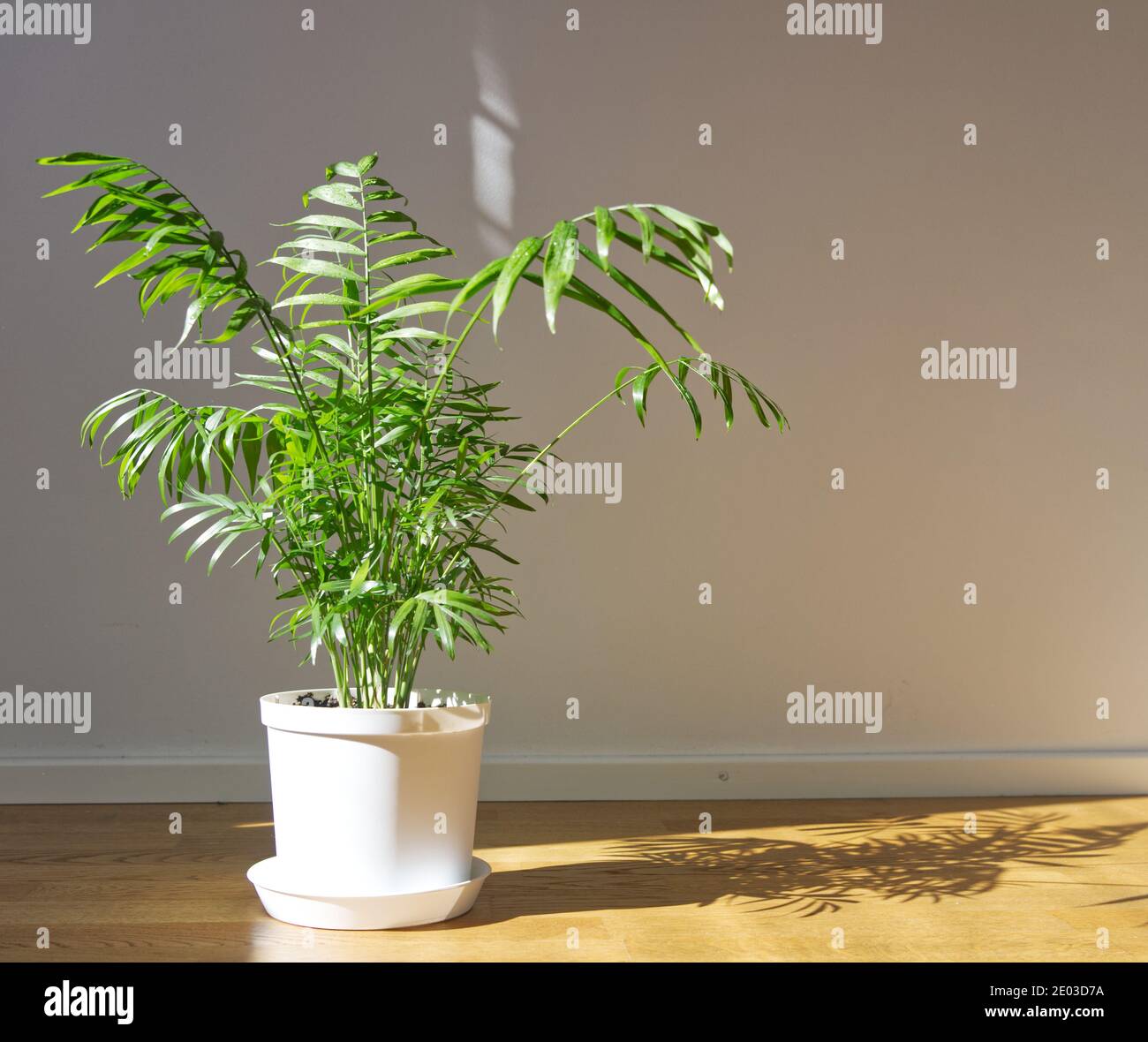 Chamaedorea elegans hi-res stock photography and images - Alamy