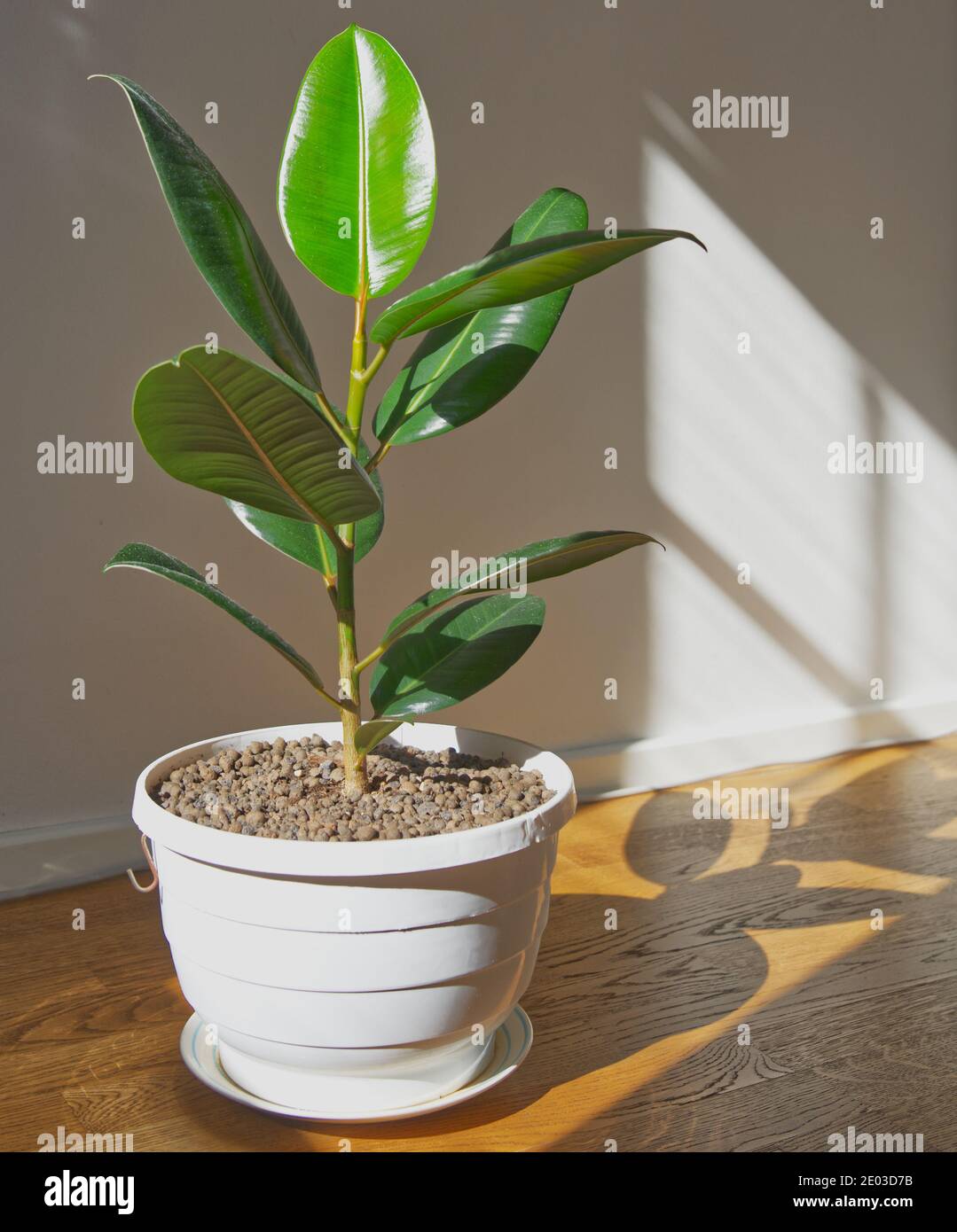 Ficus elastica interior hi-res stock photography and images - Alamy