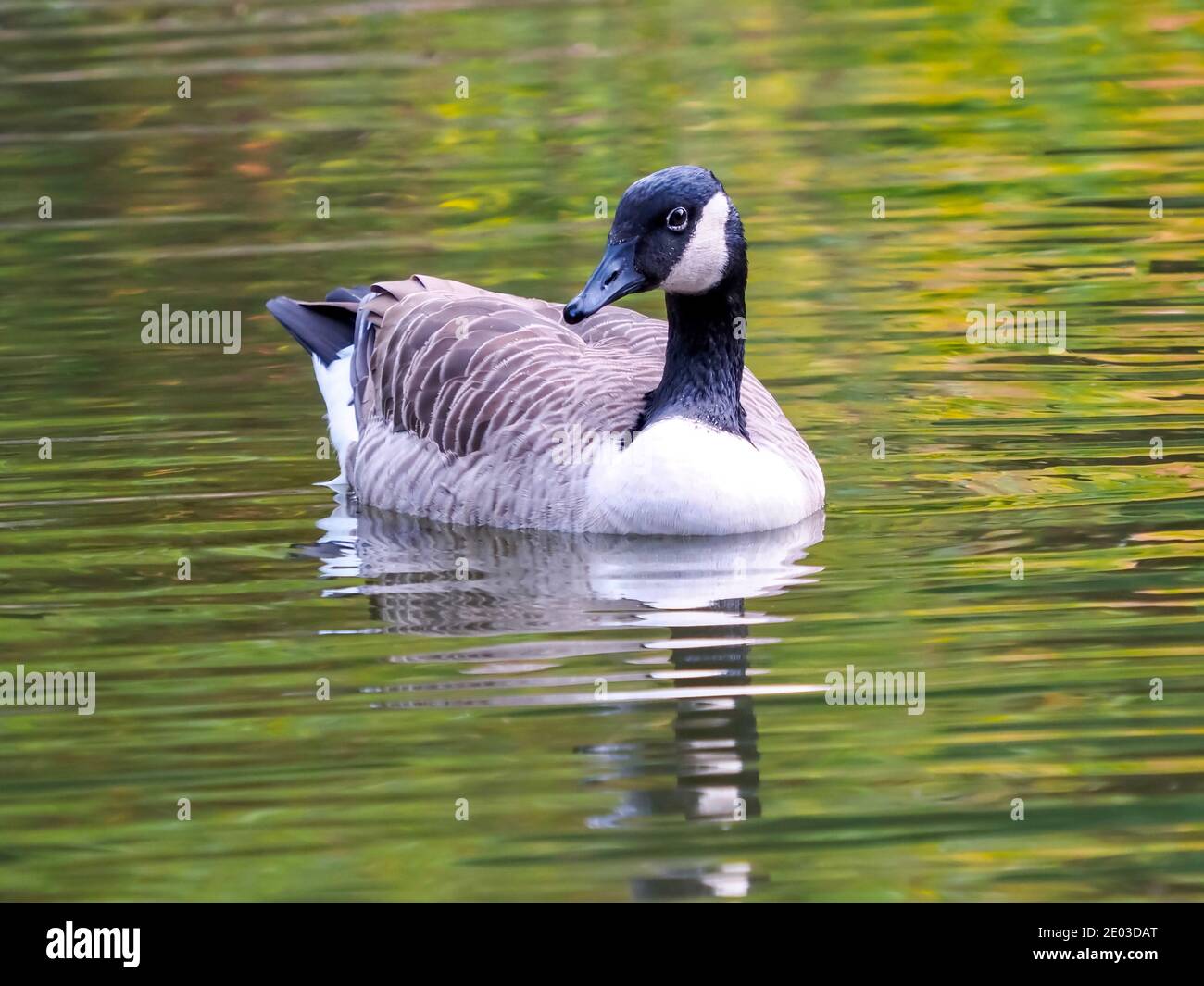 Canadian Goose swimming in a lake with ripples in the water, water fowl ...