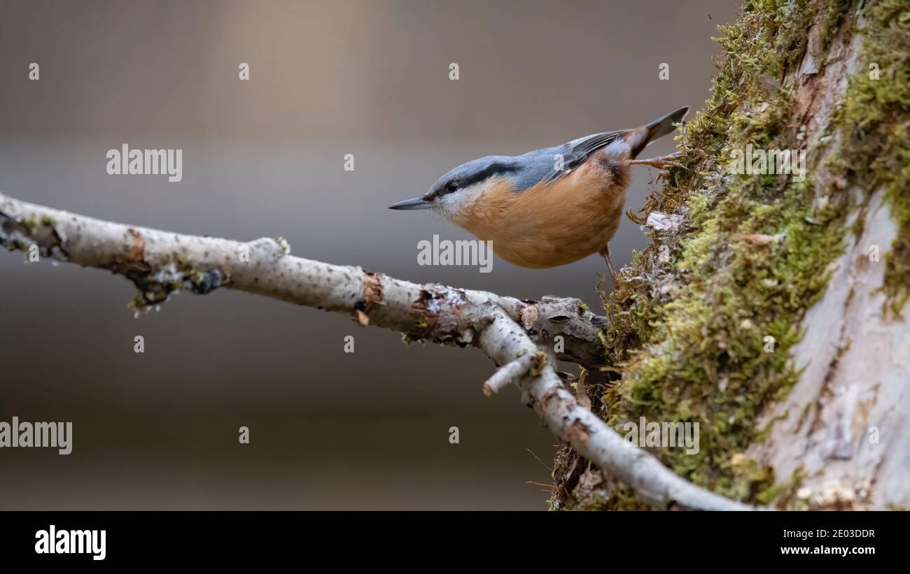 Baum ast hi-res stock photography and images - Alamy