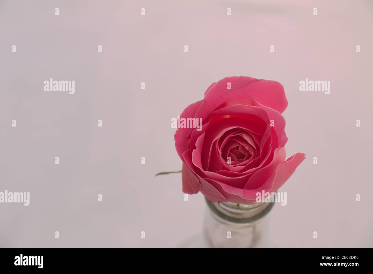 Closeup of blooming pink rose in flower vase, top view, light ...