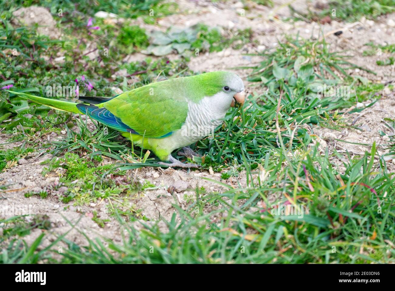 Parrot eating grass hi-res stock photography and images - Alamy