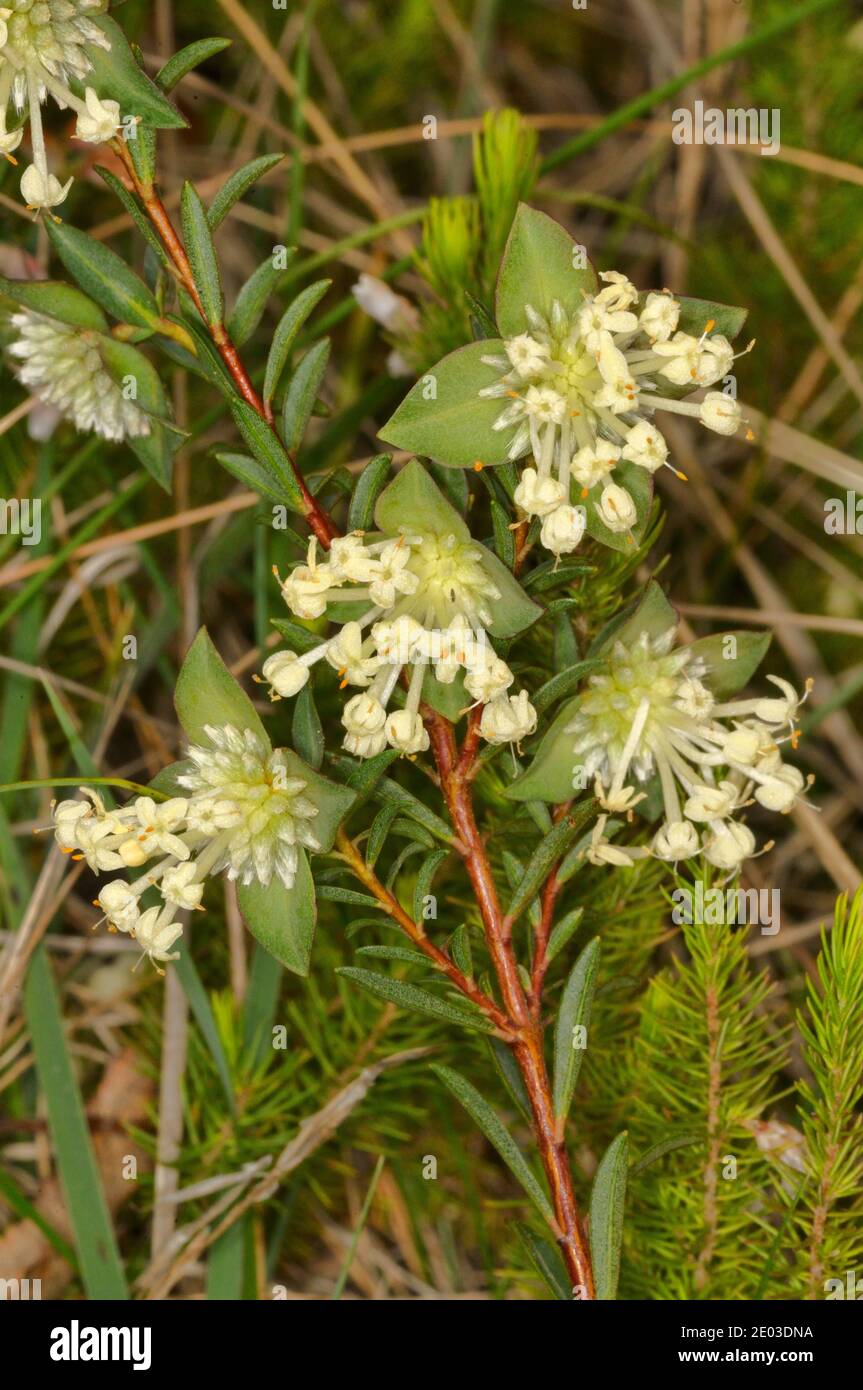 Slender Riceflower Pimelea linifolia Thymeeacaceae Photographed in ...