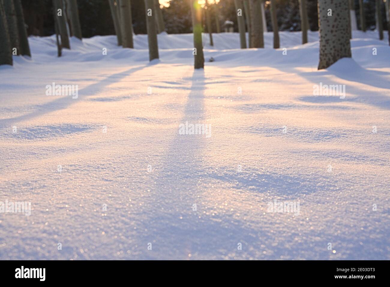 Shadows of trees on snow at winter sunset, beautiful snow texture ...