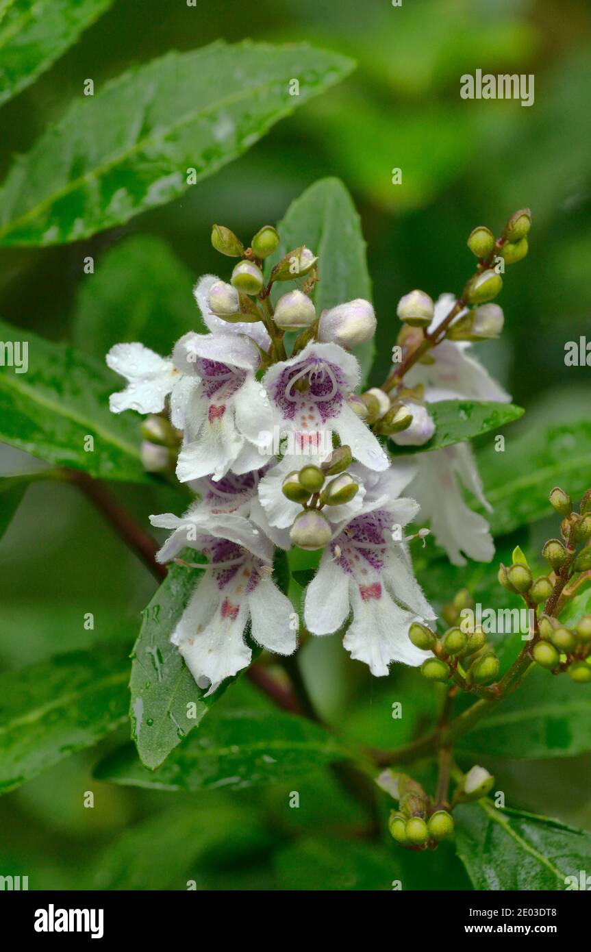 Christmas Mintbush Prostanthera lasianthos Lamiaceae Photographed in ...