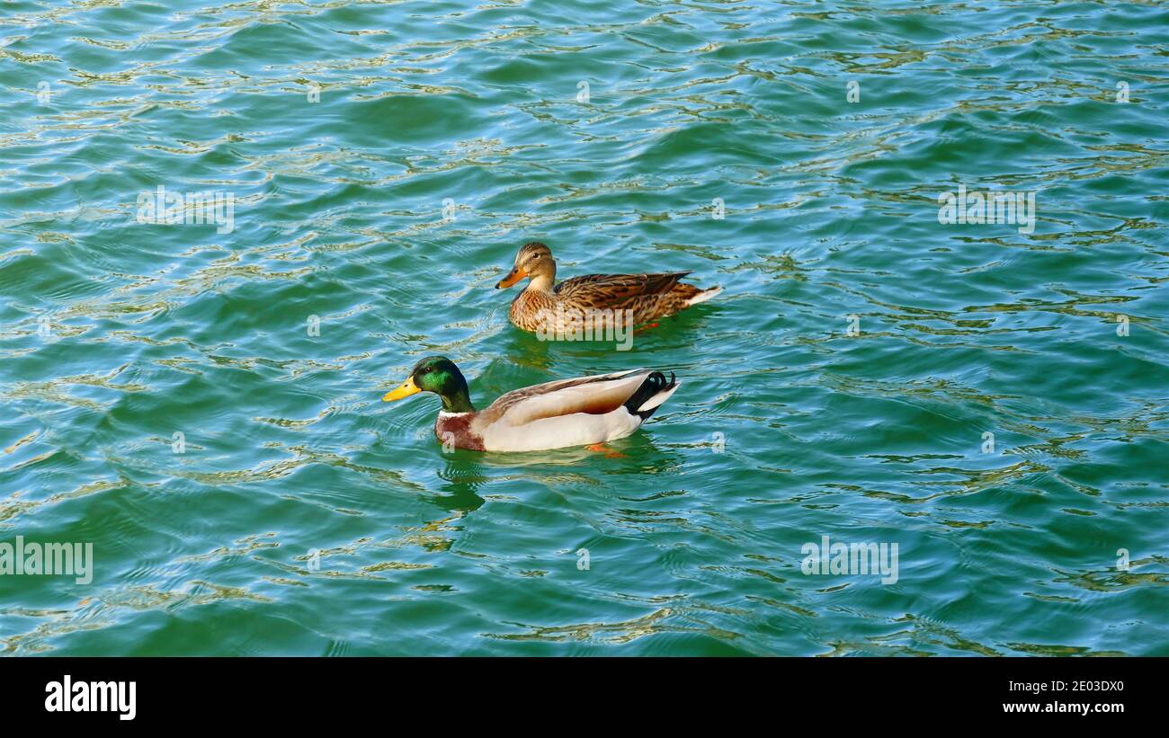 Two ducks swimming on the lake, green water ripple background Stock ...
