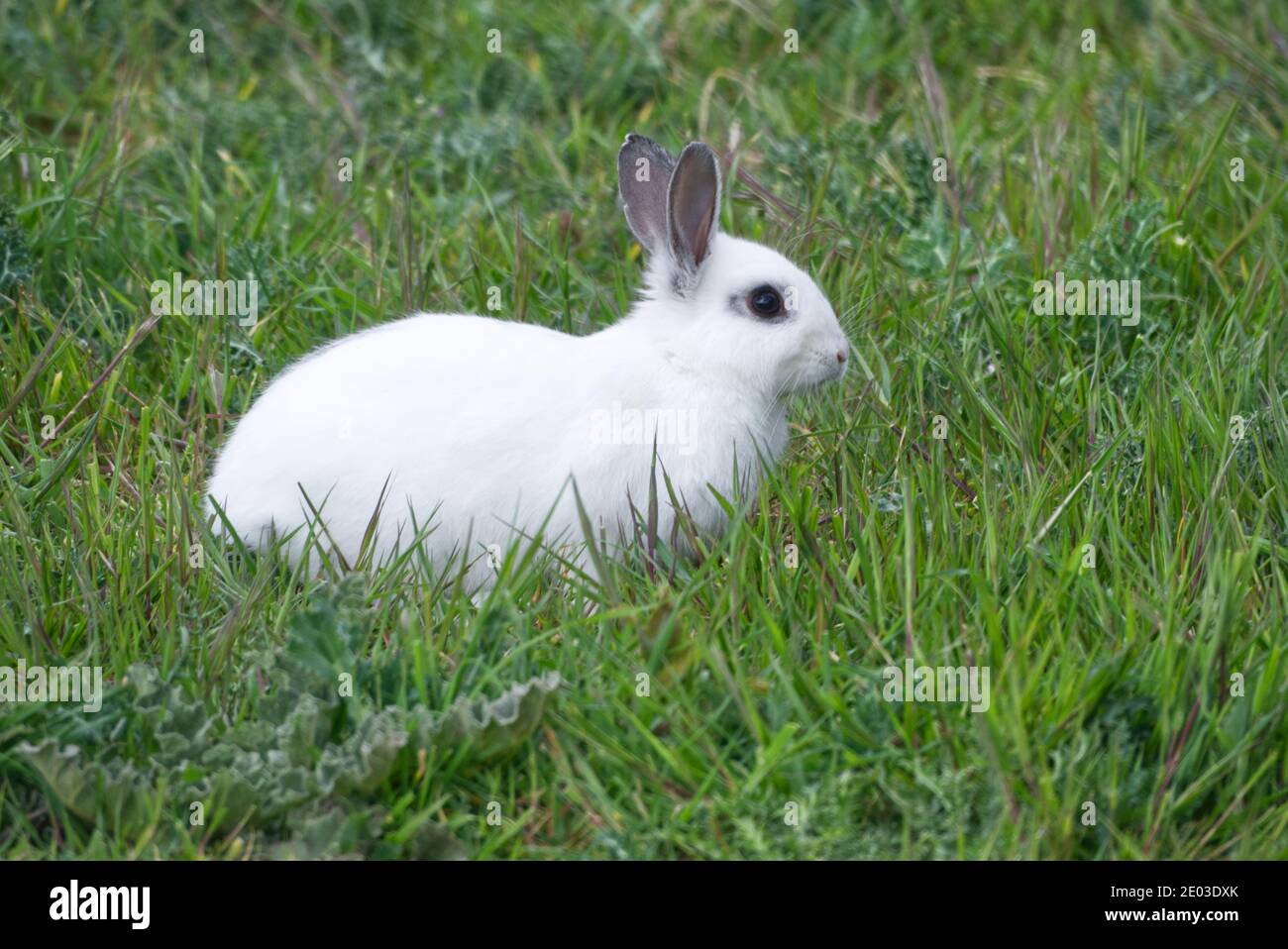 Side view of beautiful white rabbit on the spring grass, cute bunny ...