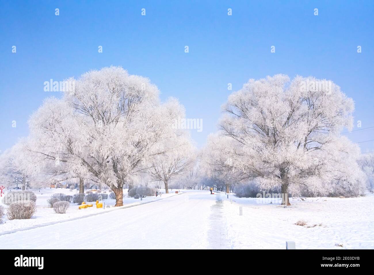 Two trees with rime and snow, cold winter scene, white ground, blue sky ...