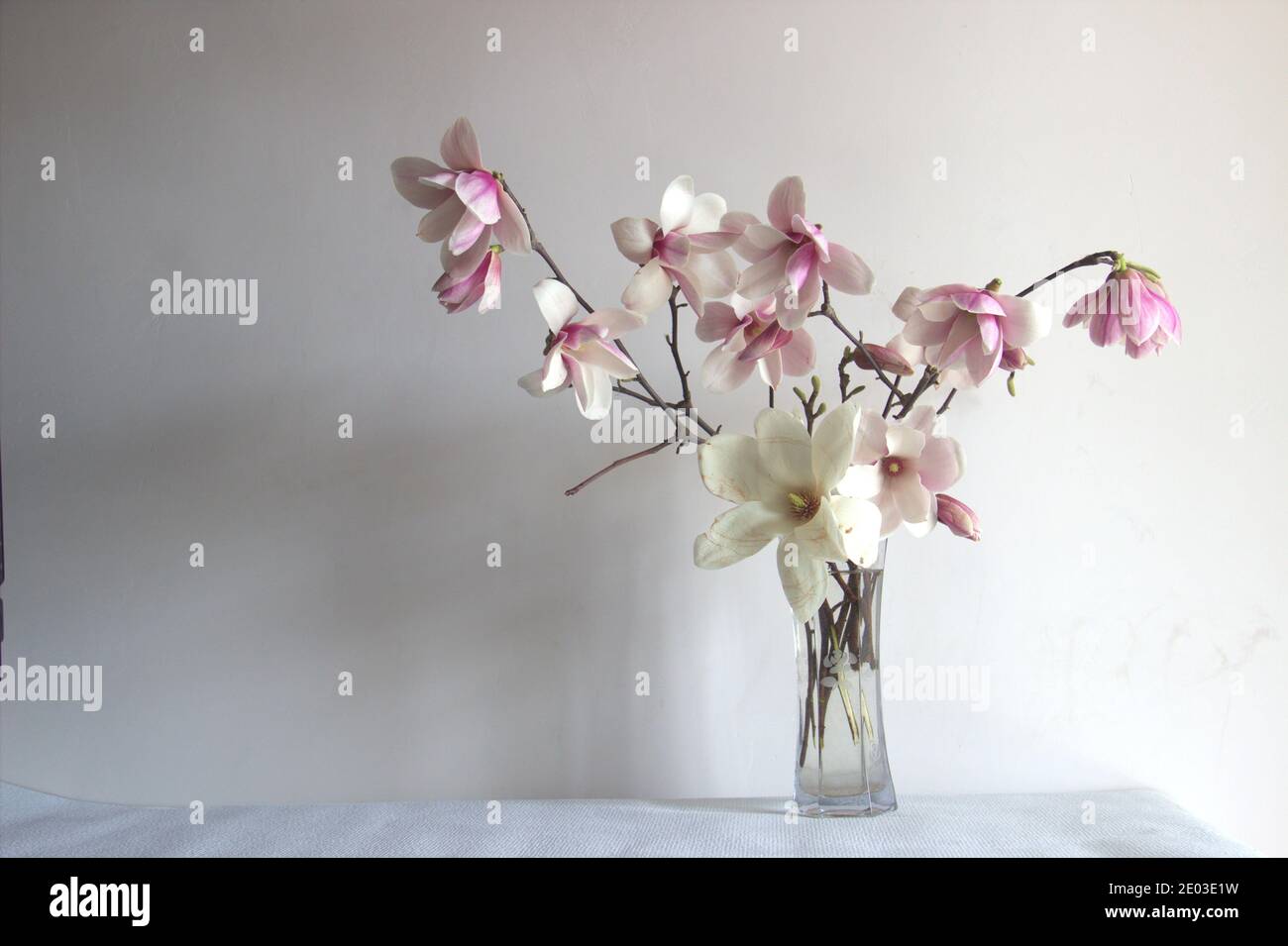 Magnolia in glass vase, interior flower arrangement, still life Stock ...