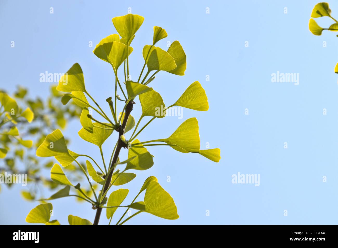 Low-angle shot of ginkgo tree branches, spring ginkgo tree buds Stock ...
