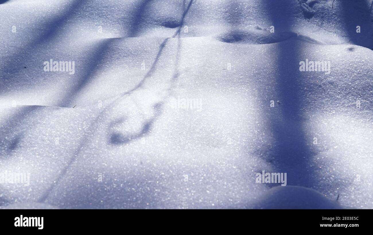 Shadow of tree on snow, texture of snow in winter Stock Photo - Alamy