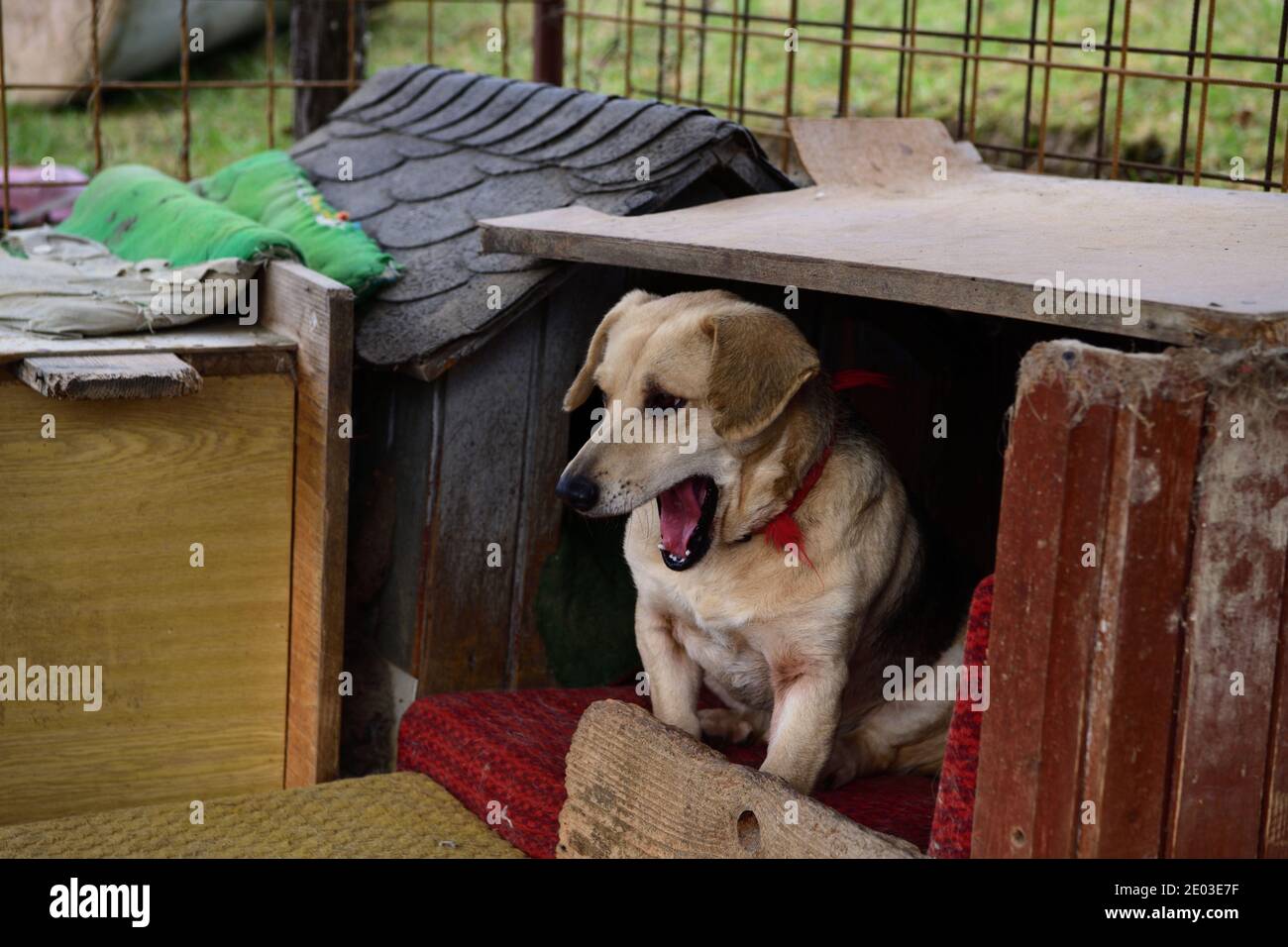 Dog Hutch High Resolution Stock Photography and Images - Alamy
