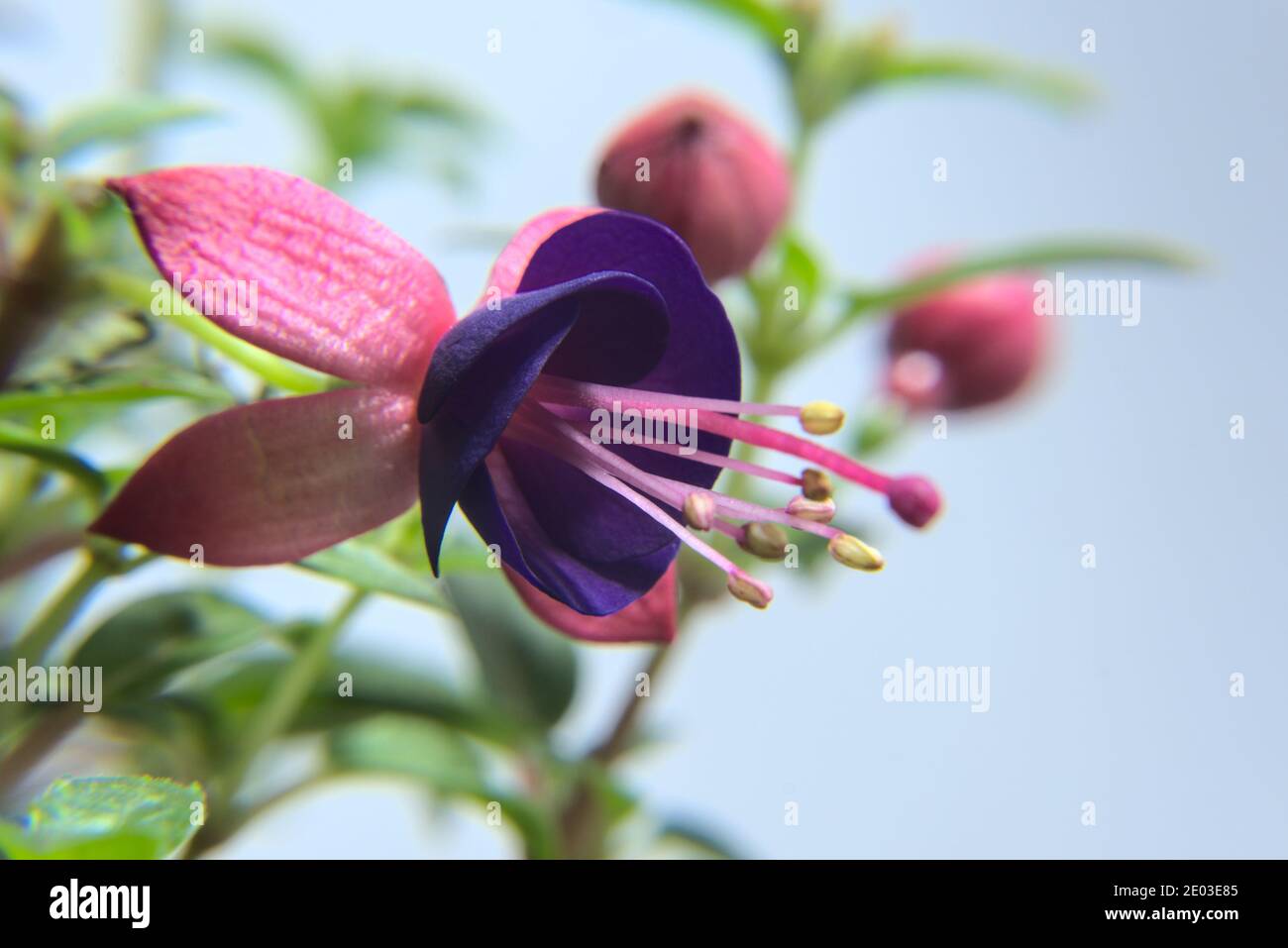 Hardy fuchsia fuchsia magellanica blooming hi-res stock photography and ...