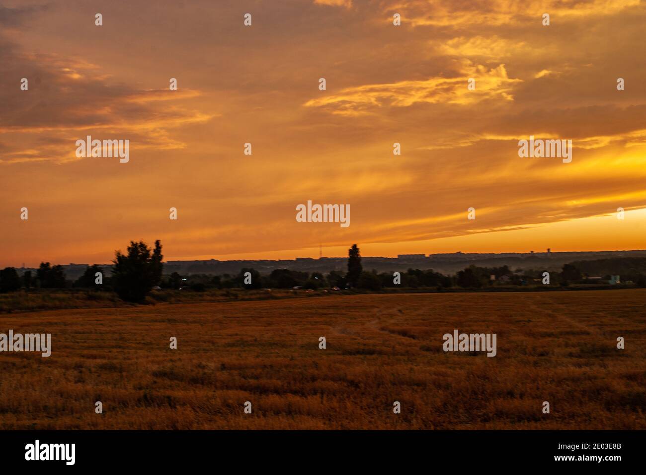 Rural landscape. Golden harvest of wheat. Scene of sunset or sunrise on ...