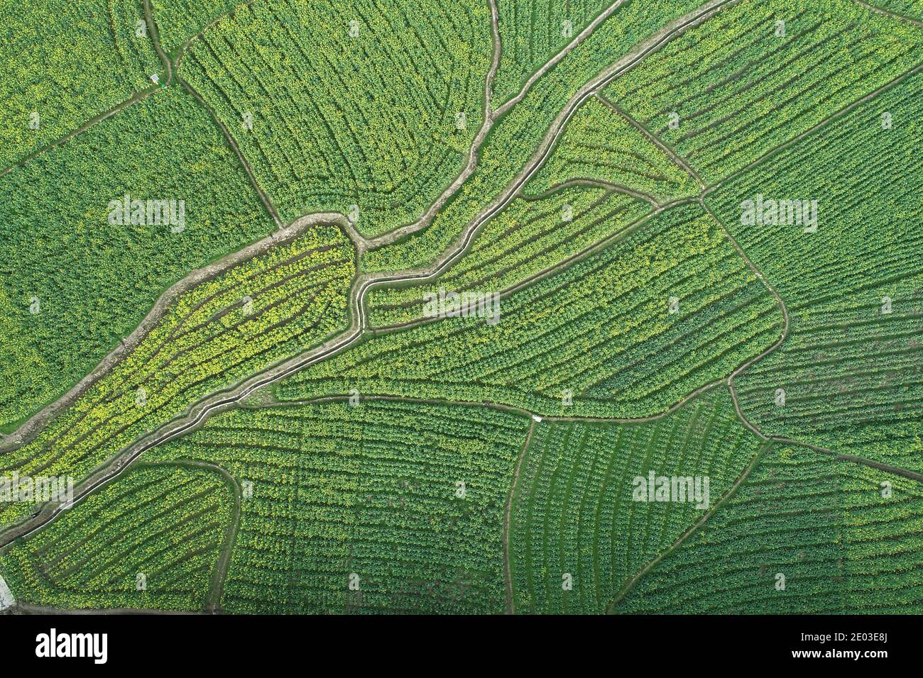 Spring green farmland, top view, growing crops Stock Photo - Alamy