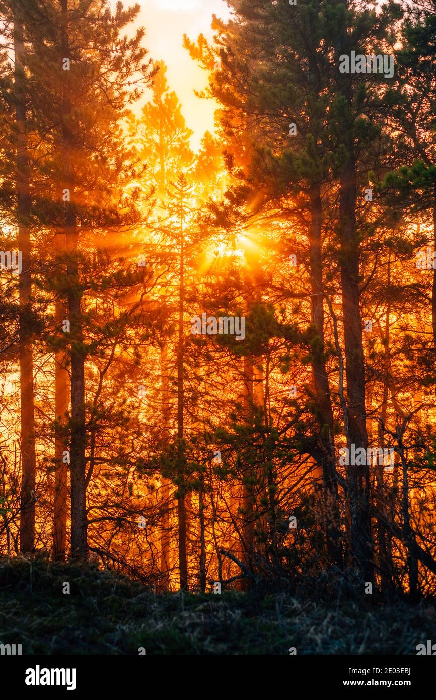 Sunrise behind trees with fog Stock Photo - Alamy