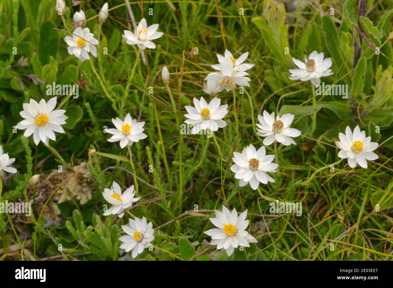 Chamomile Sunray Rhodanthe anthemoides Asteraceae Photographed in Tasmania, Australia Stock ...