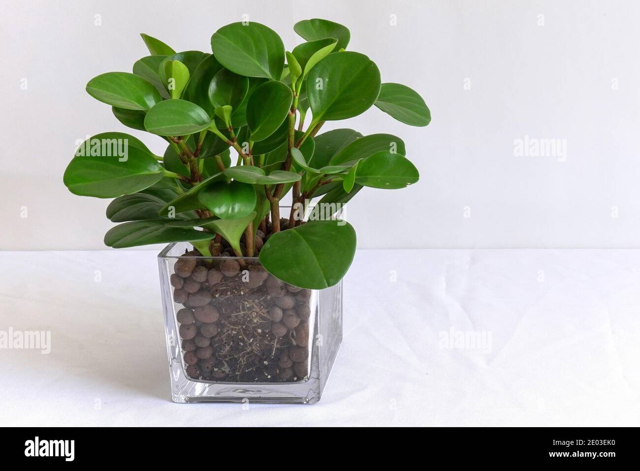 Interior green plant in glass flowerpot, houseplant on white background ...