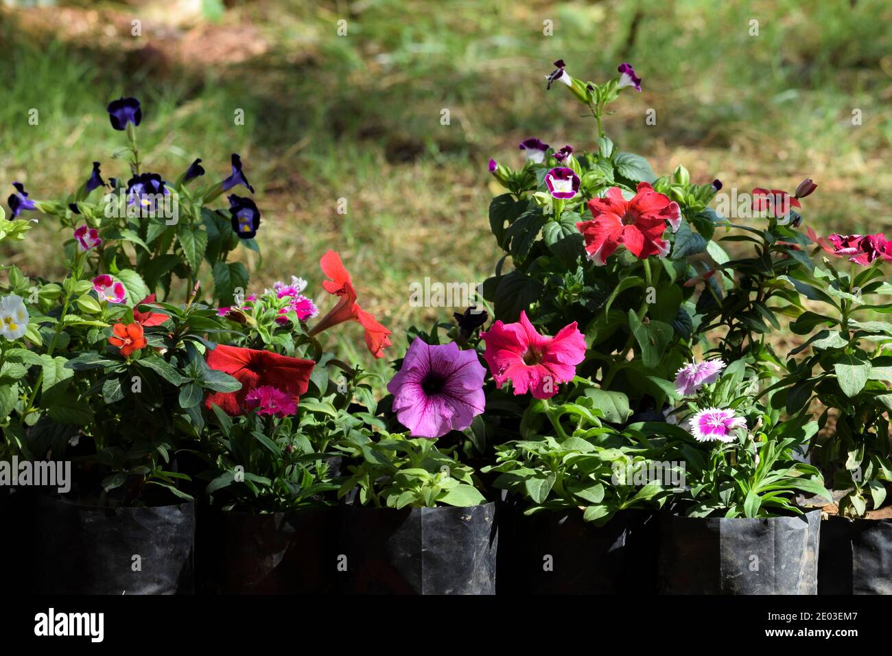 Purple wave petunias hi-res stock photography and images - Alamy