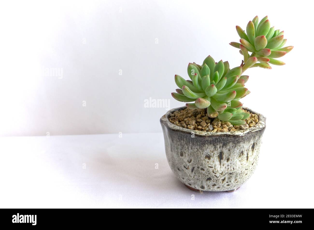 Interior green succulent, echeveria blue apple on white background ...
