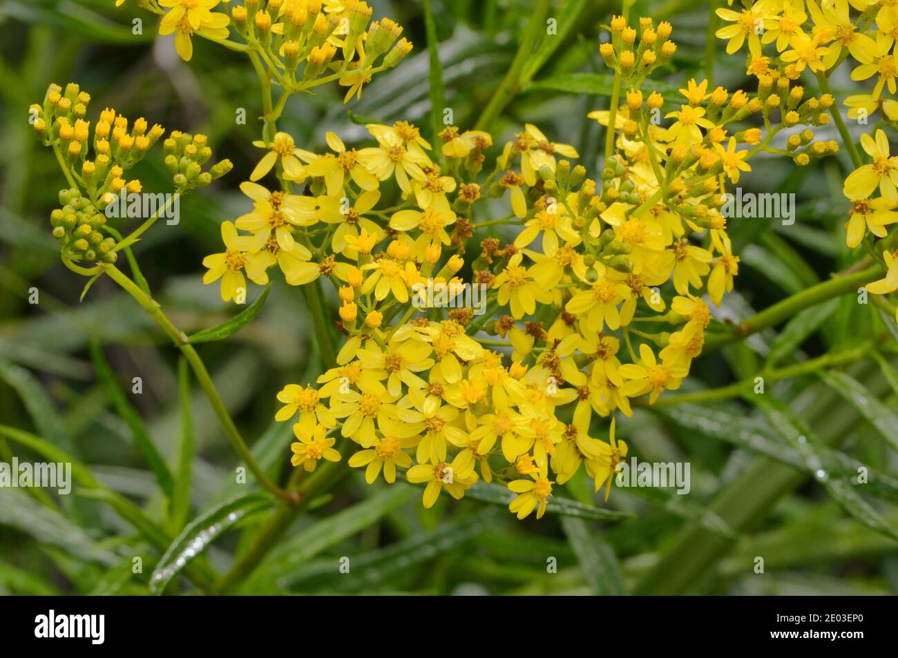 Common Fireweed Groundsel Senecio linearifolius Asteraceae Photographed ...
