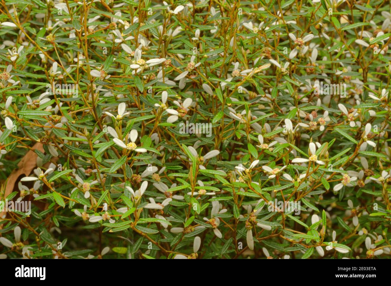 Spyridium hi-res stock photography and images - Alamy