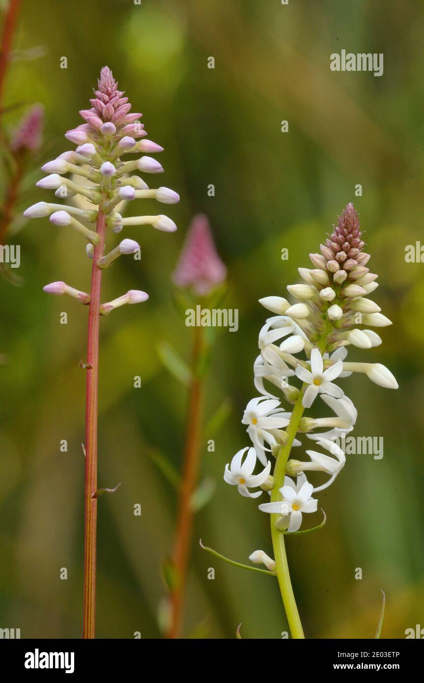 Forest Candles Stackhousia monogyna Stackhousiaceae Photographed in ...