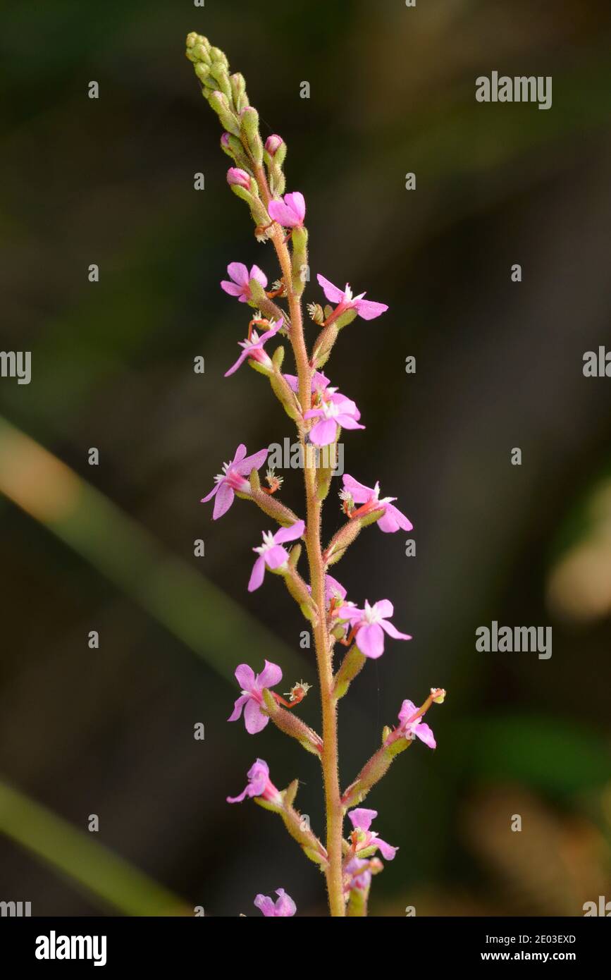 Narrowleaf Triggerplant Stylidium graminifolium STYLIDIACEAE ...