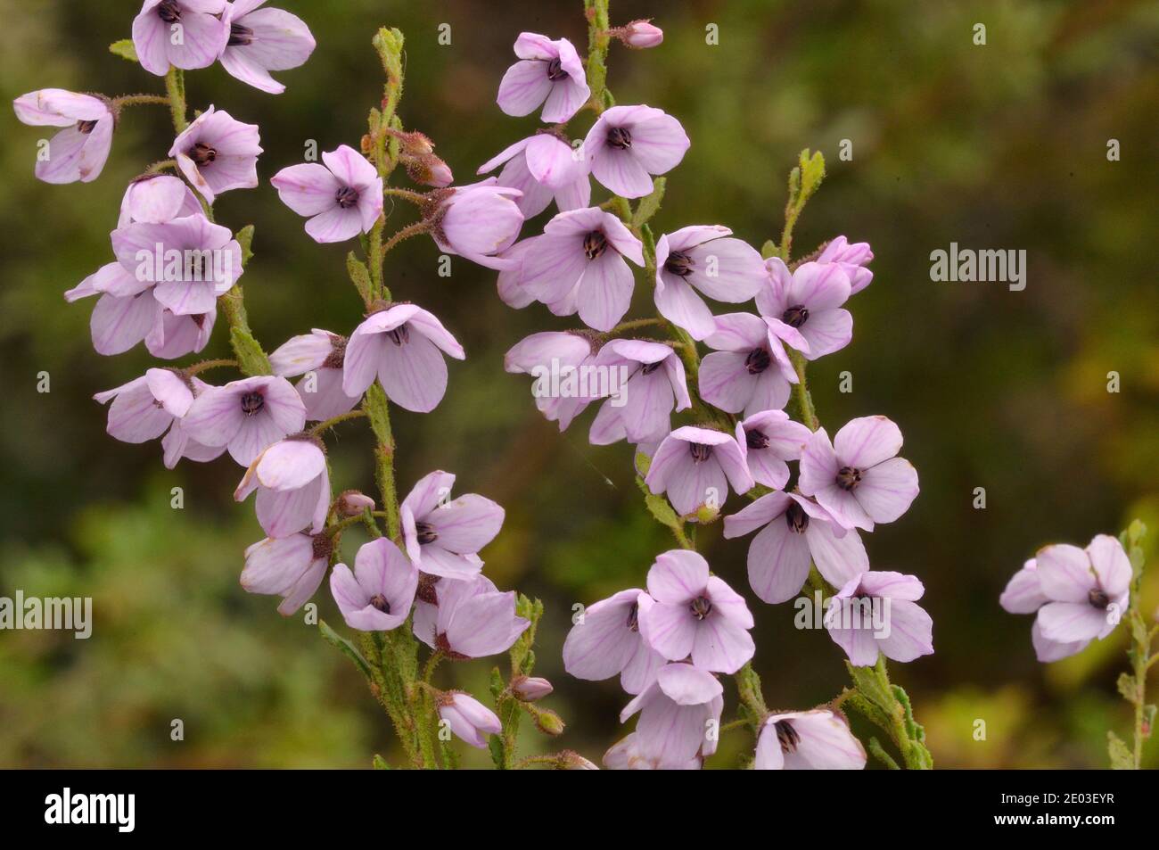 Pink bells hi-res stock photography and images - Alamy