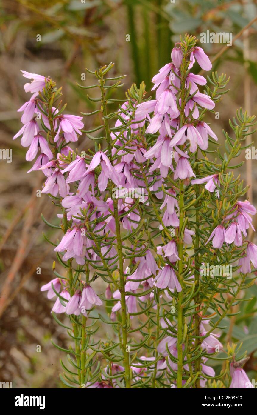 Hairy Stem Pink Wildflowers