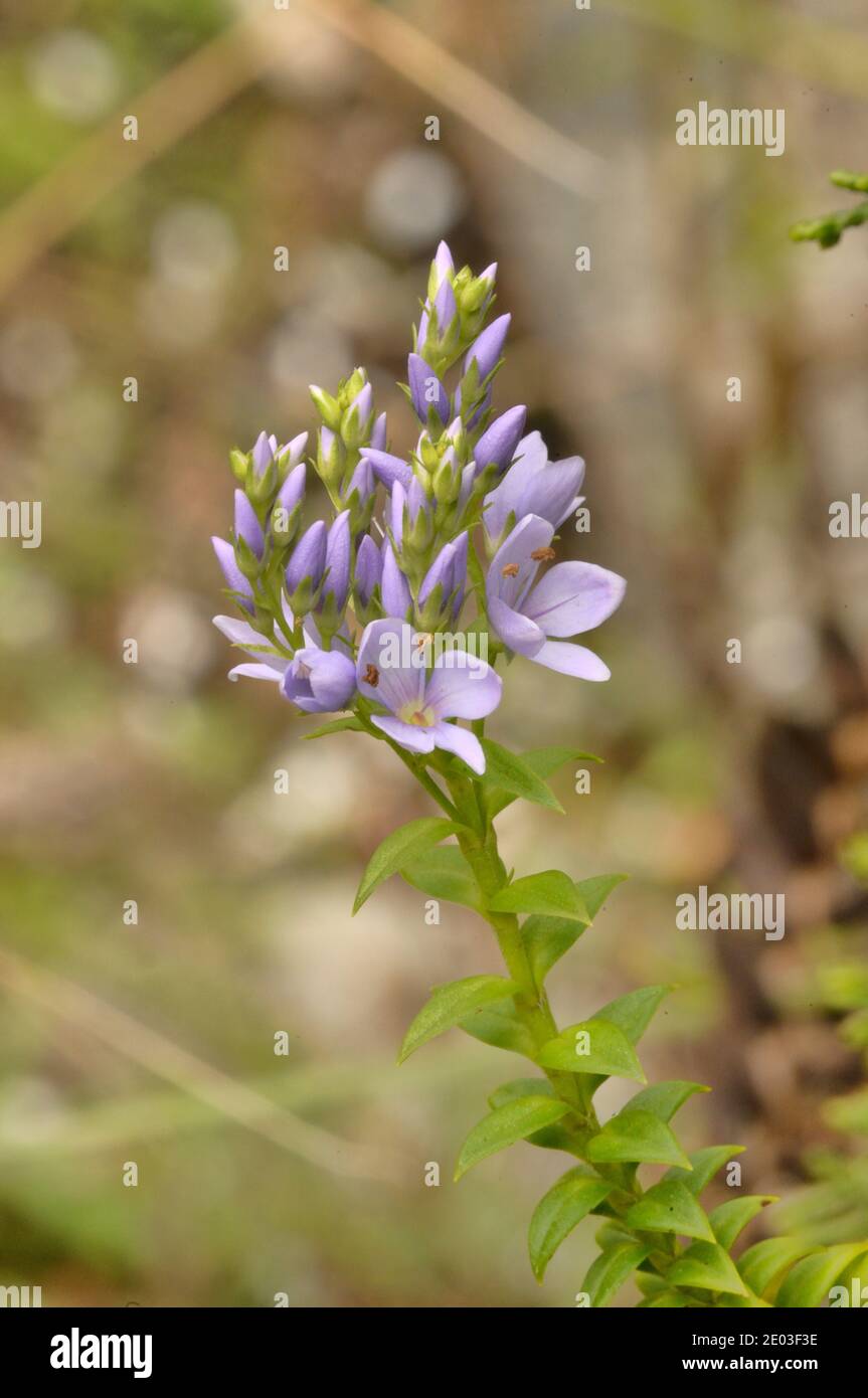Veronica formosa hi-res stock photography and images - Alamy