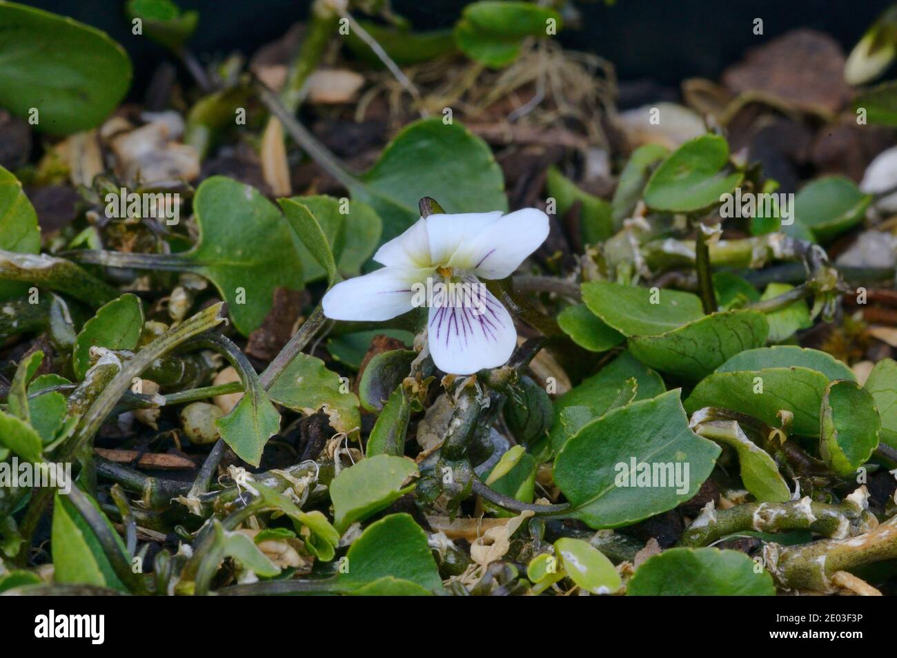 Alpine Violet Viola cunninghamii Violaceae Photographed in Tasmania ...