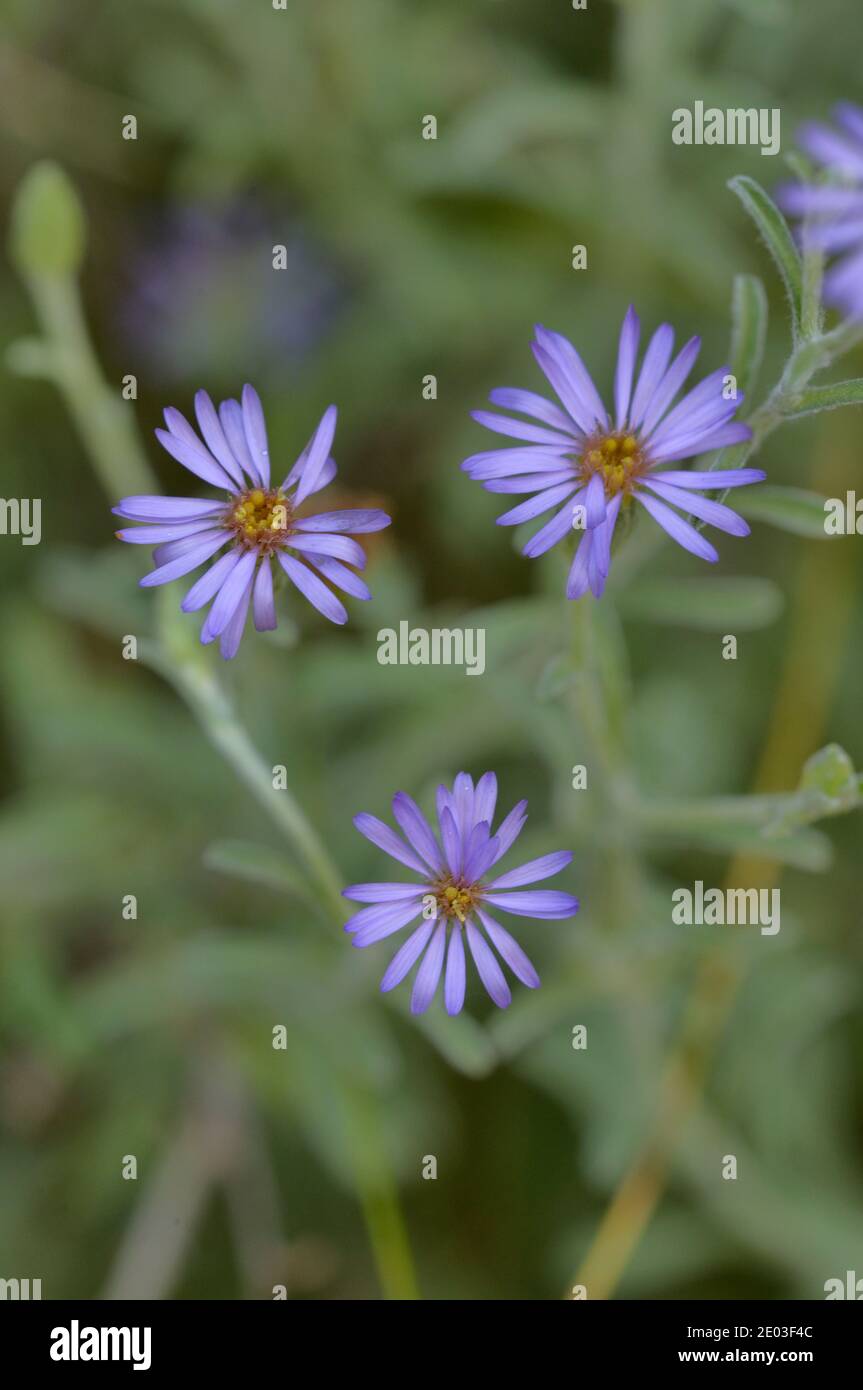 Woolly New-Holland Daisy Vittadinia gracilis Asteraceae Photographed in ...