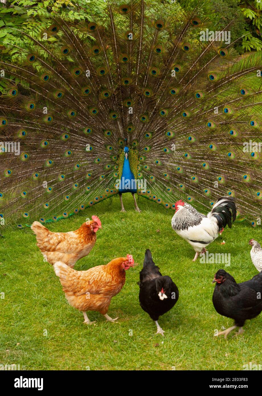 Hen and peacock hi-res stock photography and images - Alamy