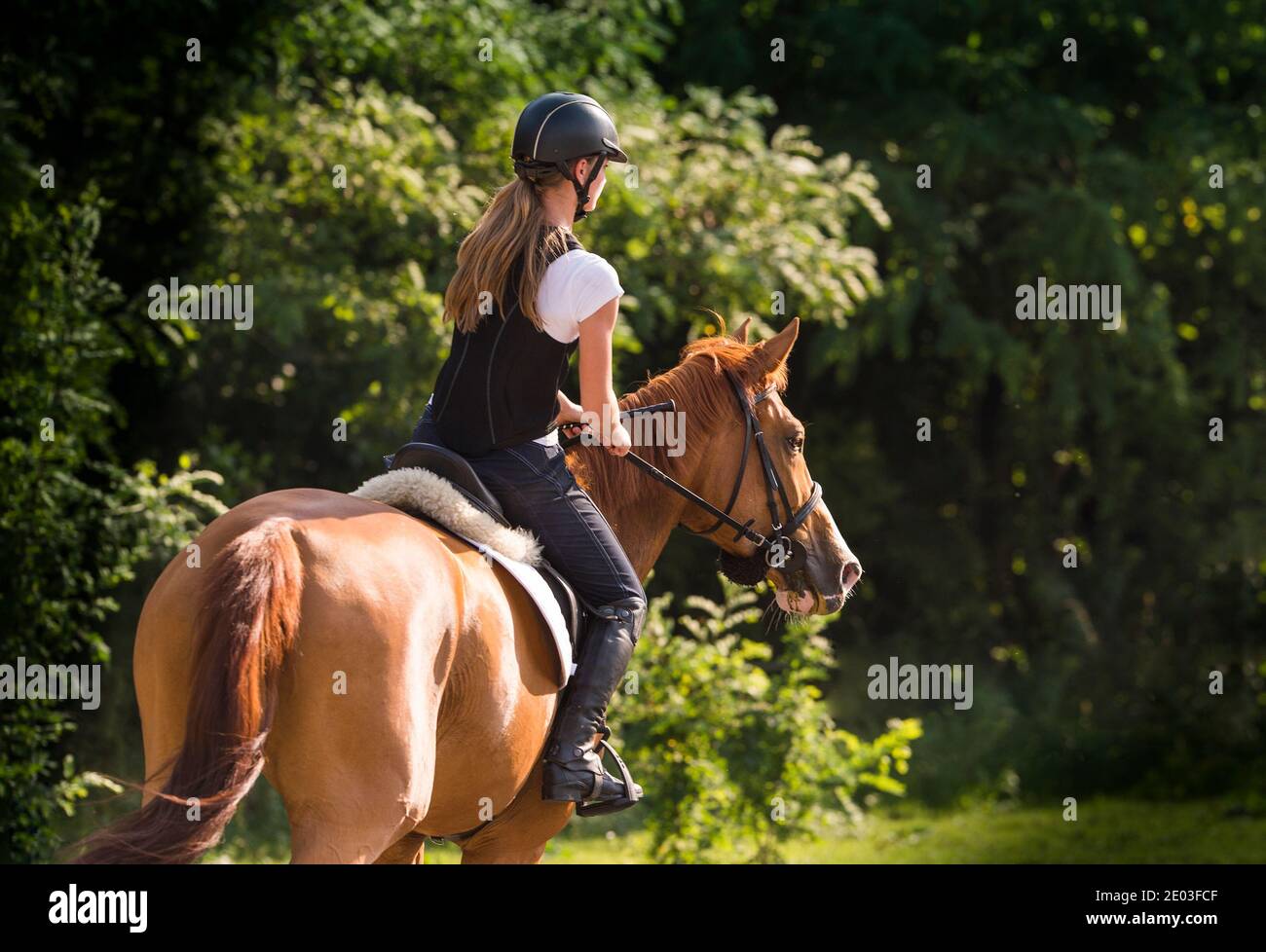 Young pretty girl riding a horse Stock Photo - Alamy