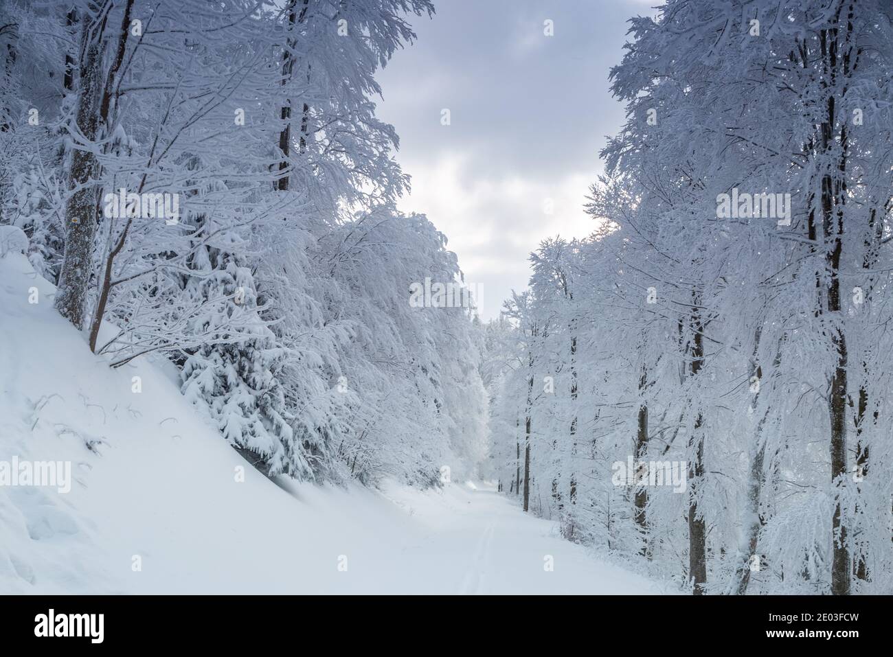 Winter forest in a strong frost covered with snow, black forest ...