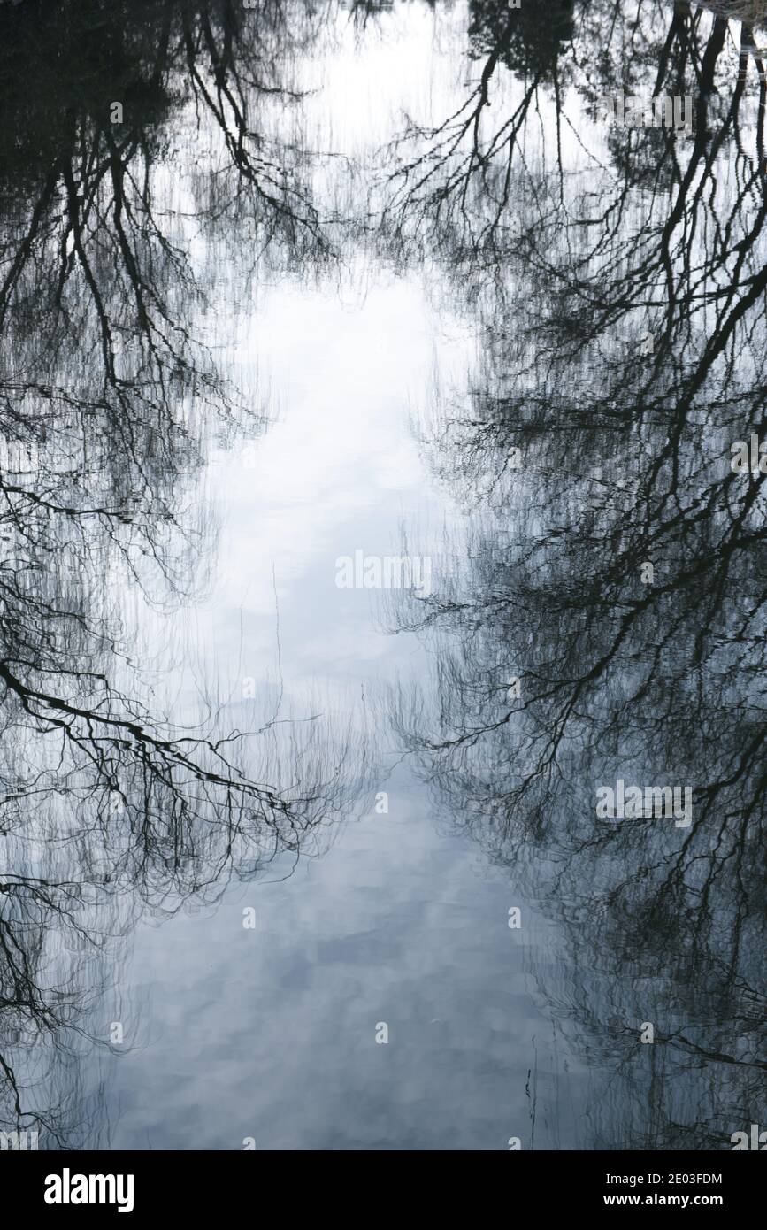 Dried branches reflection in calm water, dead tree, quiet background ...
