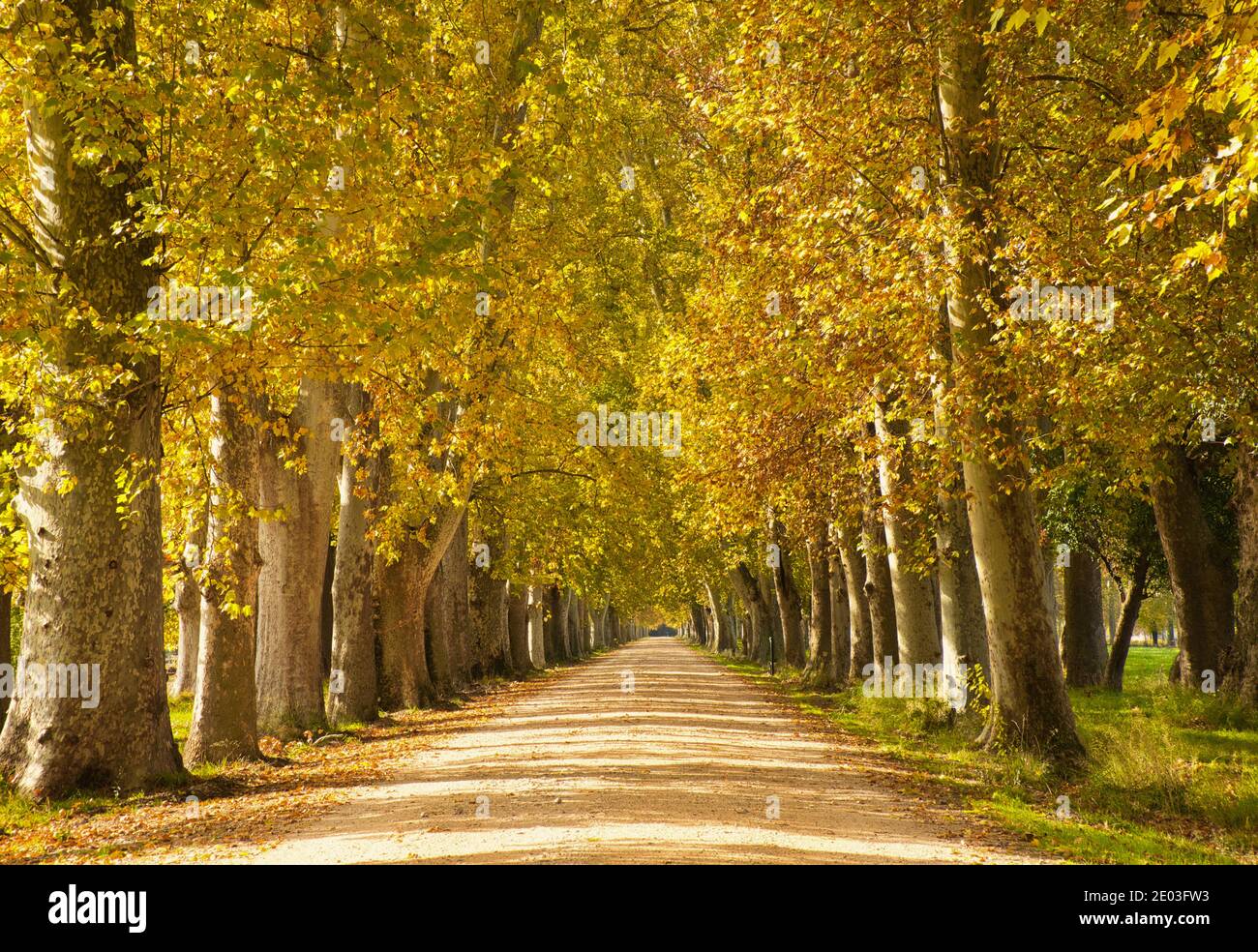Symmetrical trees hi-res stock photography and images - Alamy