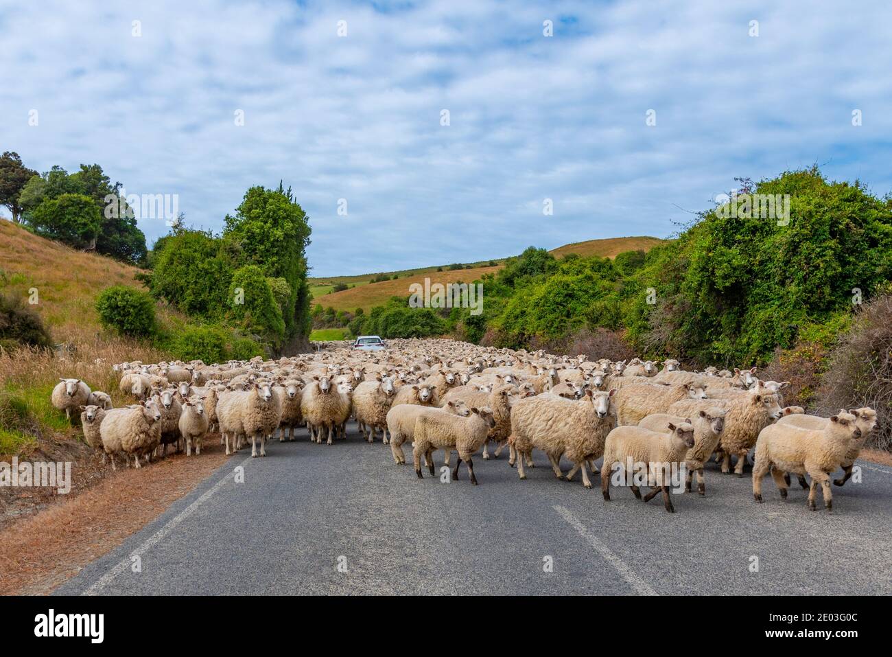 Sheep surrounding a car on a road at Catlins region of New Zealand ...