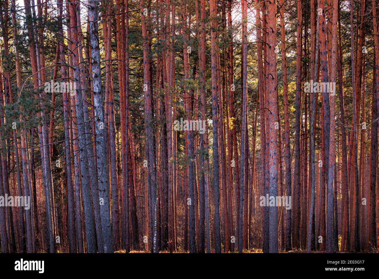 Sunbeams illuminating the trunks of pine trees at sunset or dawn in a ...