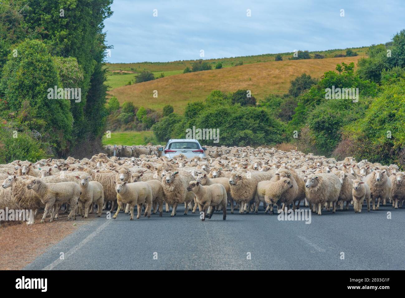 Sheep new zealand car hi-res stock photography and images - Alamy