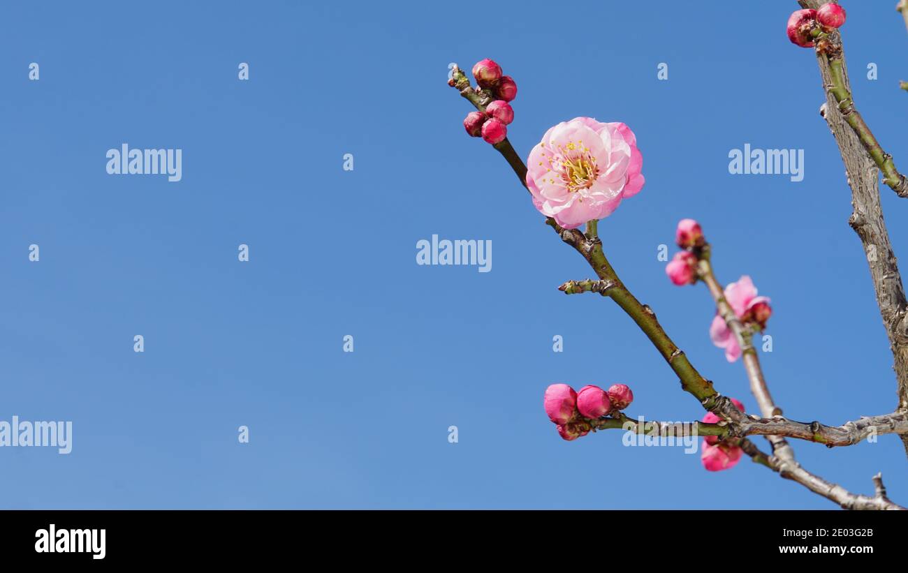 Asian plum prunus mume hi-res stock photography and images - Alamy
