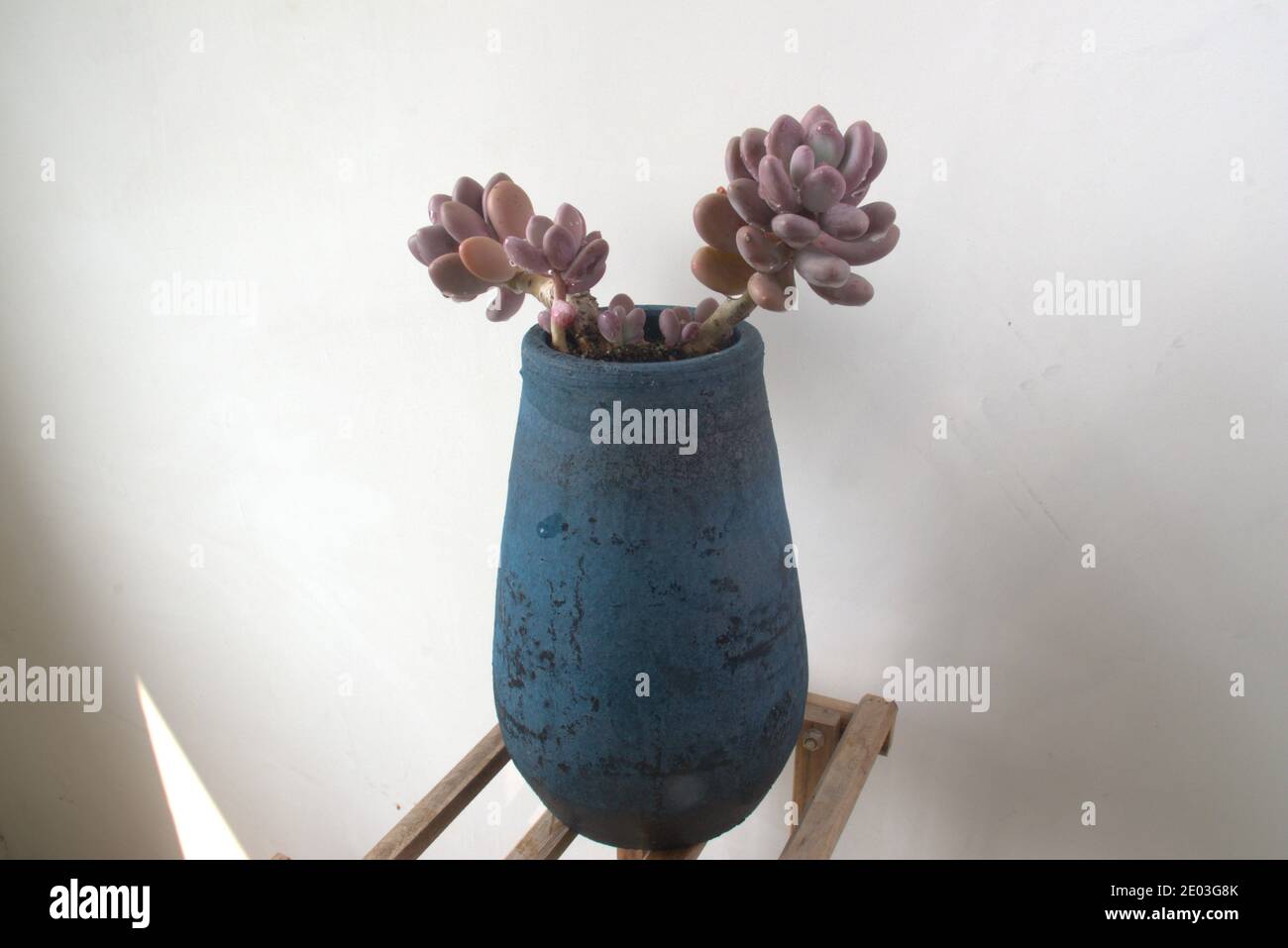 Two sedeveria pink ruby in blue flowerpot, interior red succulent ...