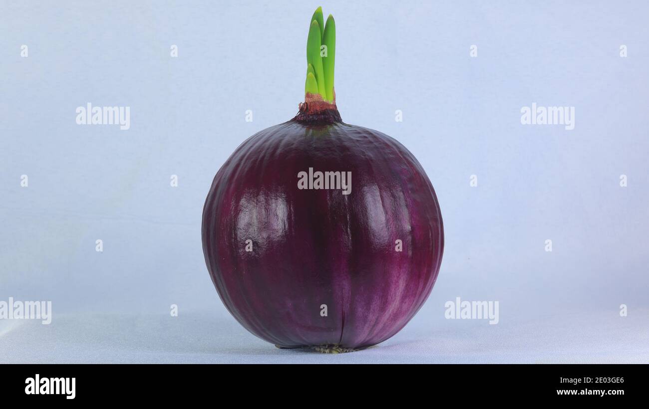 Purple sweet onion sprouted hi-res stock photography and images - Alamy