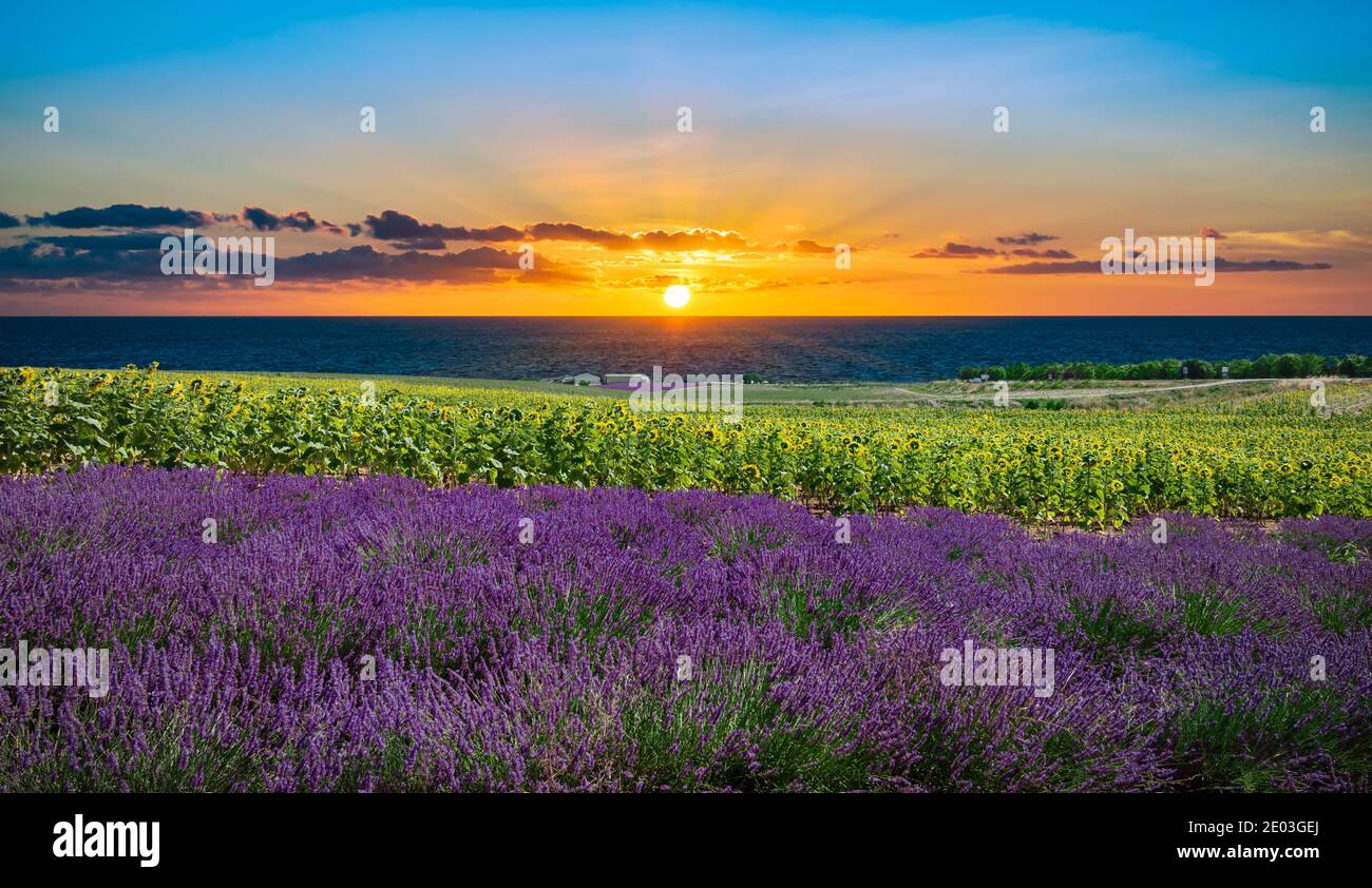 Beautiful lavender field in sunset hi-res stock photography and images ...