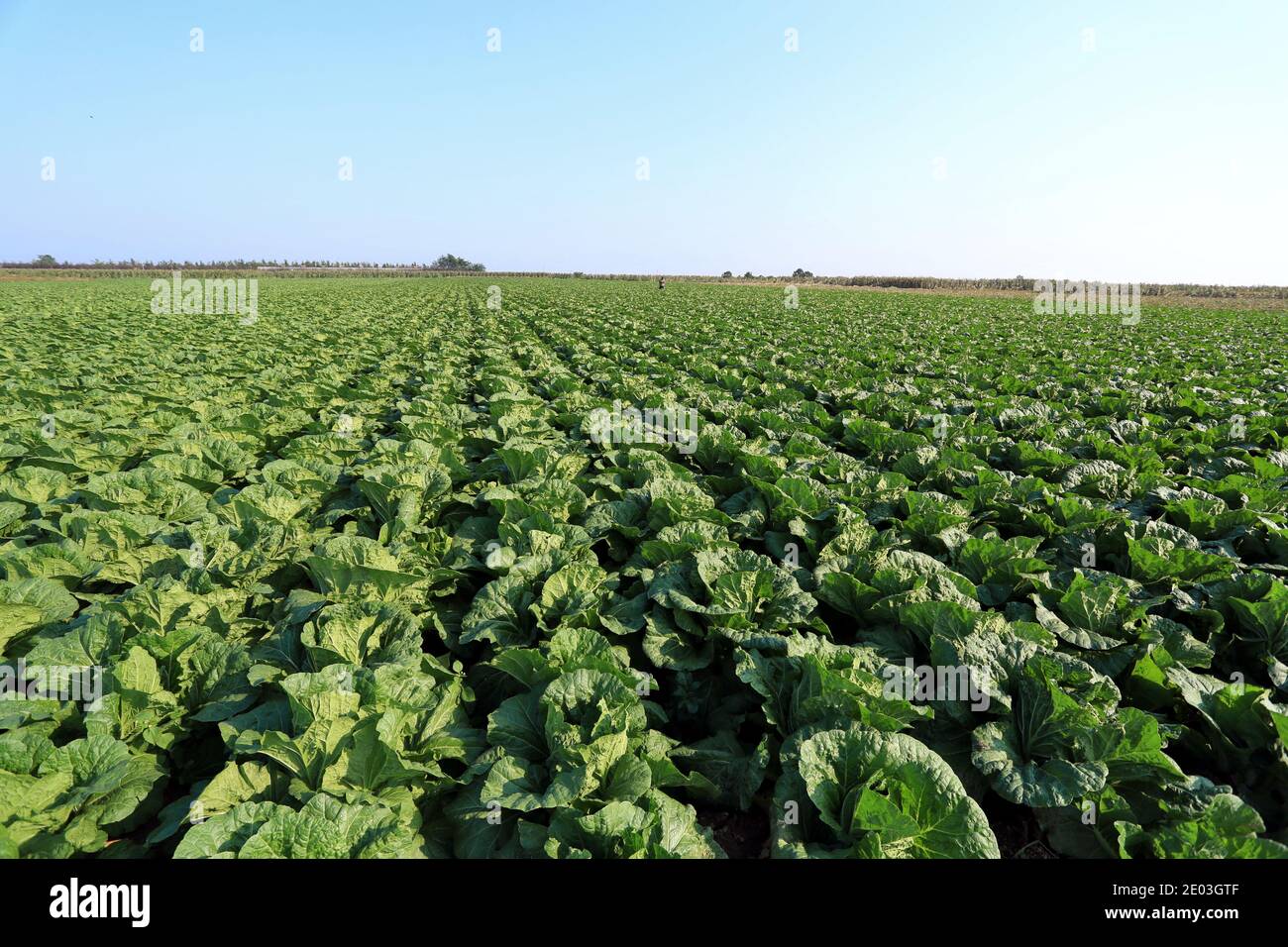 Panorama of green cabbage field in China, organic vegetable cultivation ...