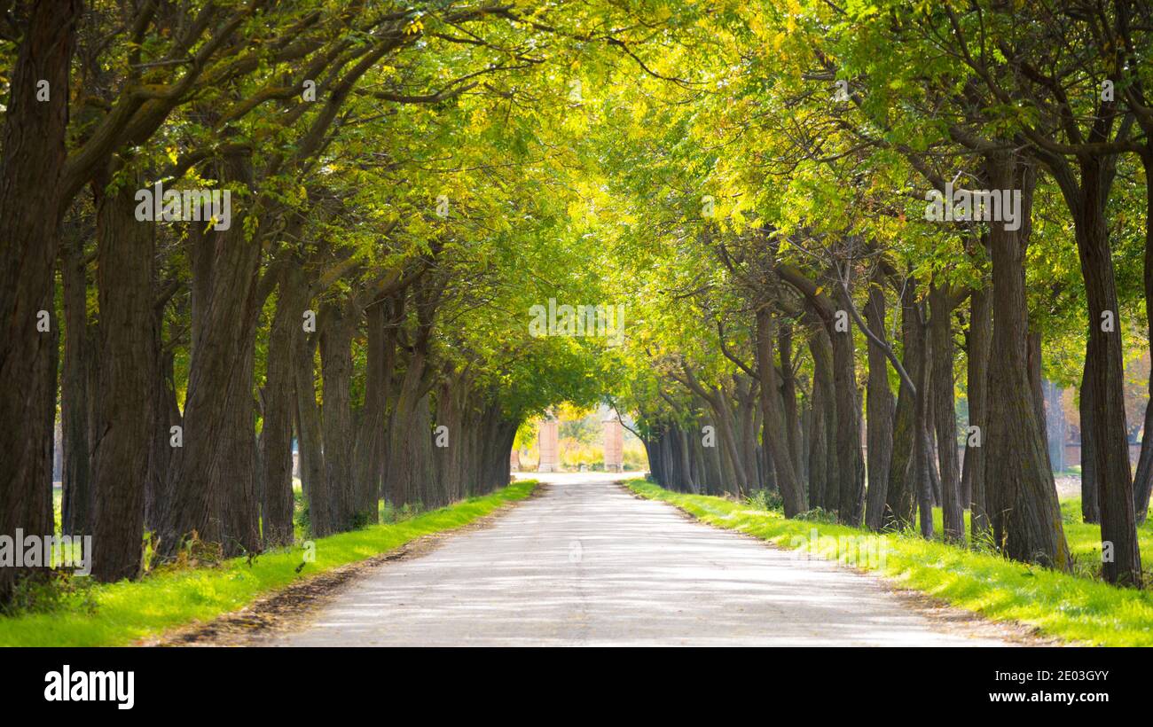 Two rows of orderly trees by avenue of the Spanish Park in autumn Stock ...