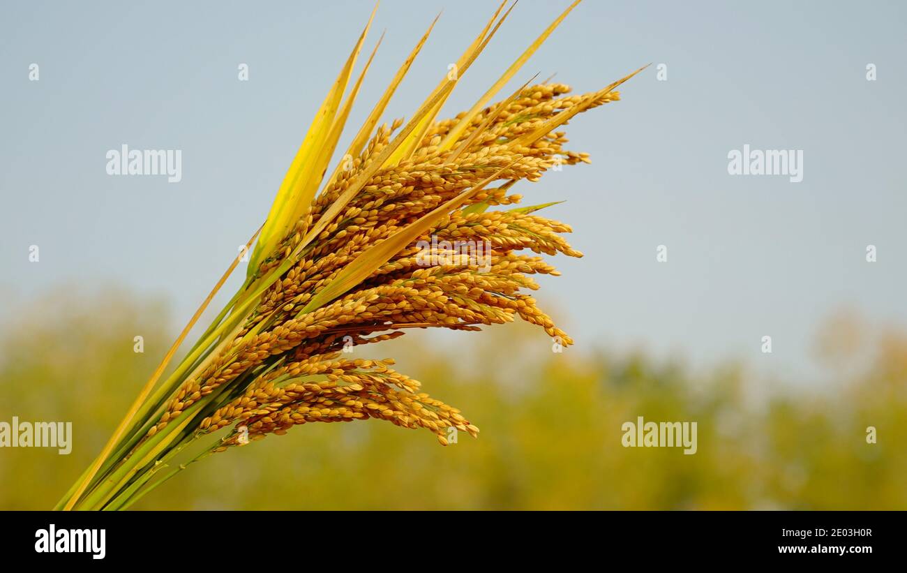 Rice ears hi-res stock photography and images - Alamy